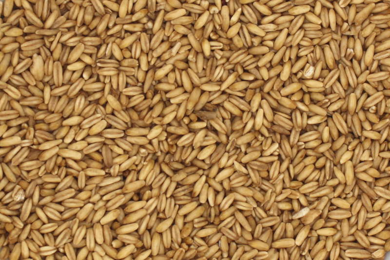 Geschälter Bio-Hafer - naturbelassen